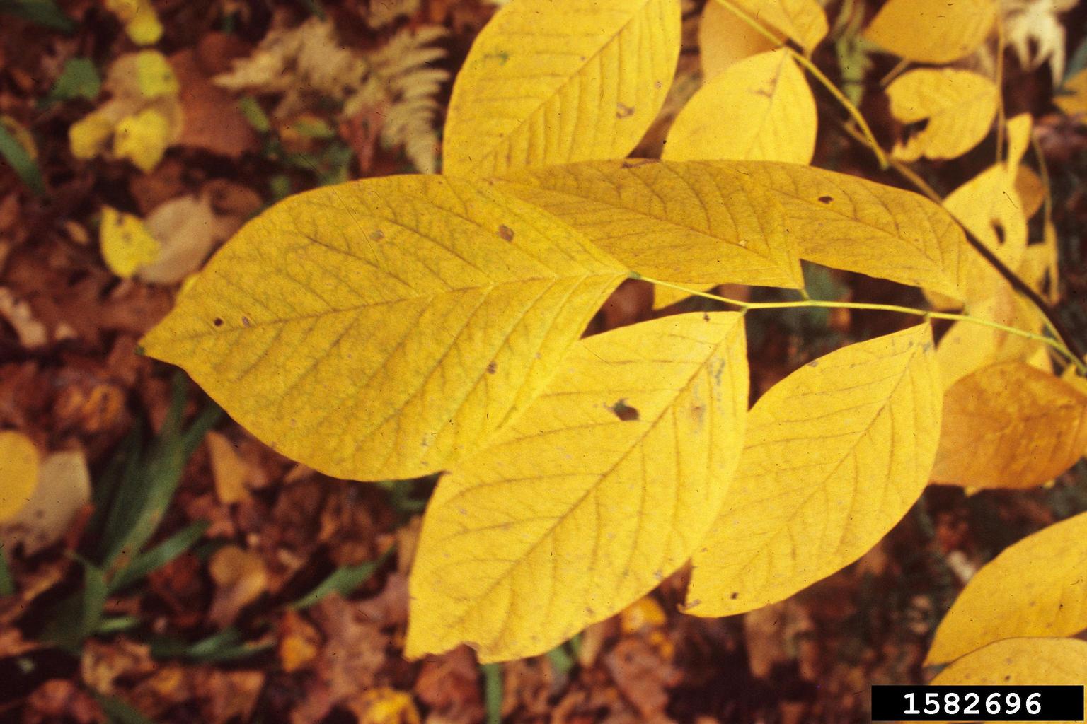 Kentucky yellowwood (Cladrastis kentukea)
