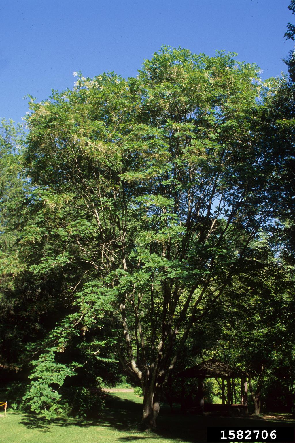 Kentucky yellowwood (Cladrastis kentukea)