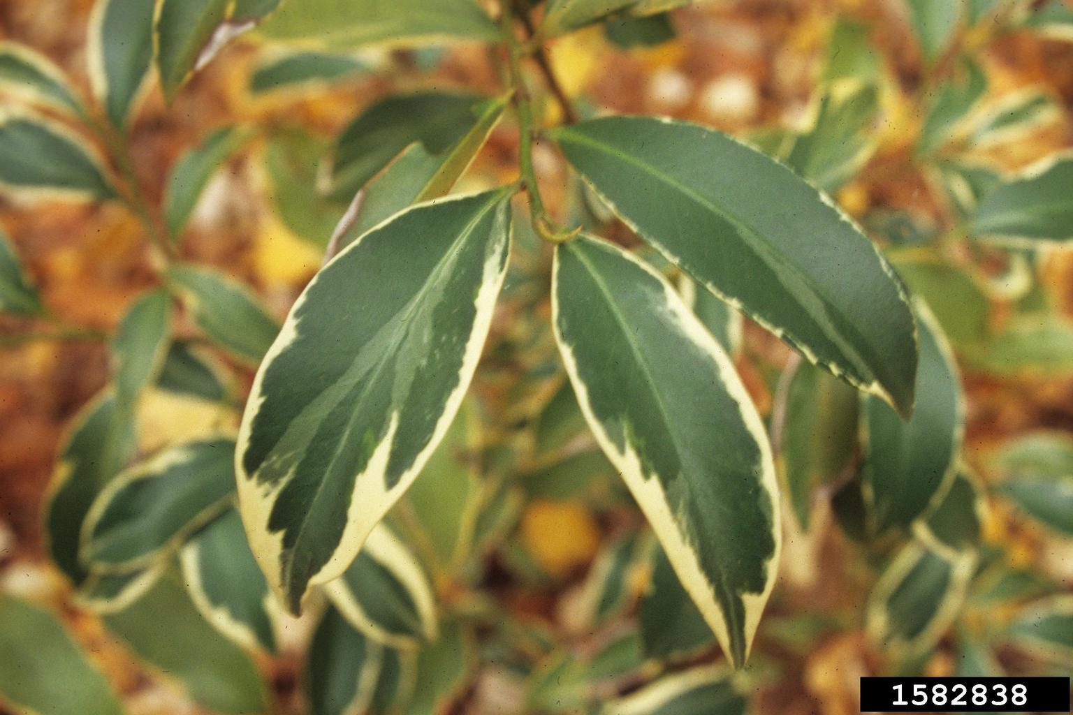 sakaki (Cleyera japonica)