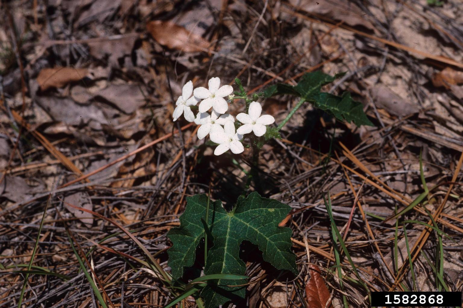 finger rot (Cnidoscolus urens var. stimulosus)