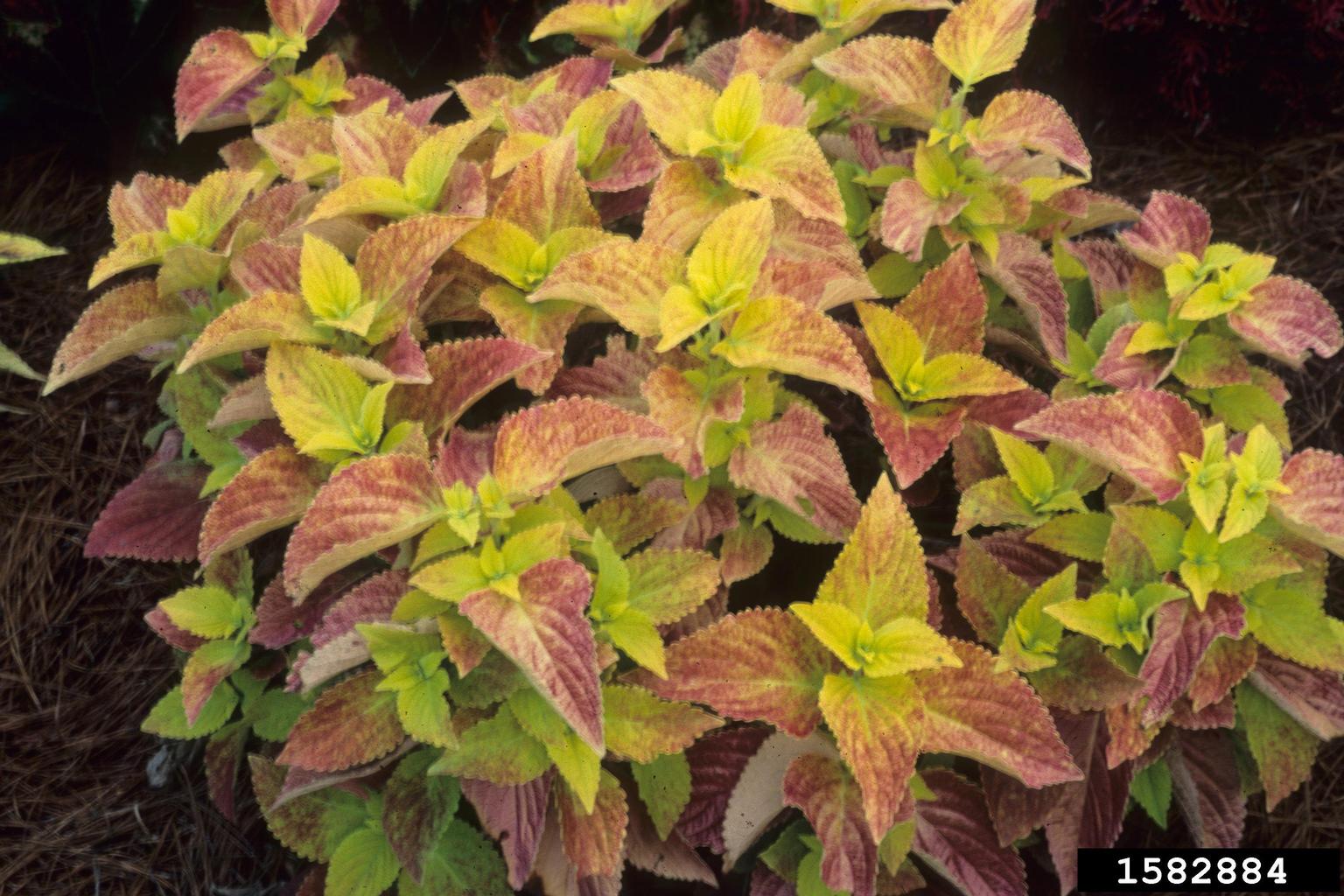common coleus (Coleus scutellarioides (L.) Benth.)