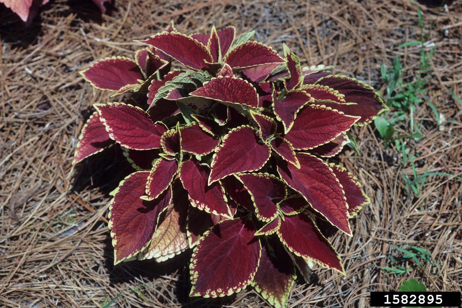 common coleus (Coleus scutellarioides (L.) Benth.)