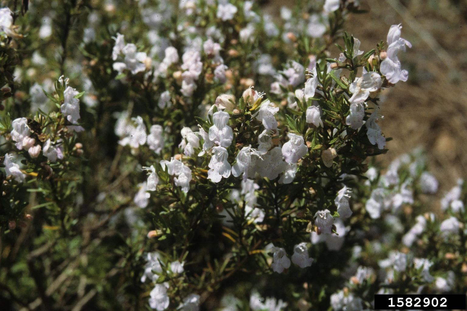 false rosemary (Genus Conradina)