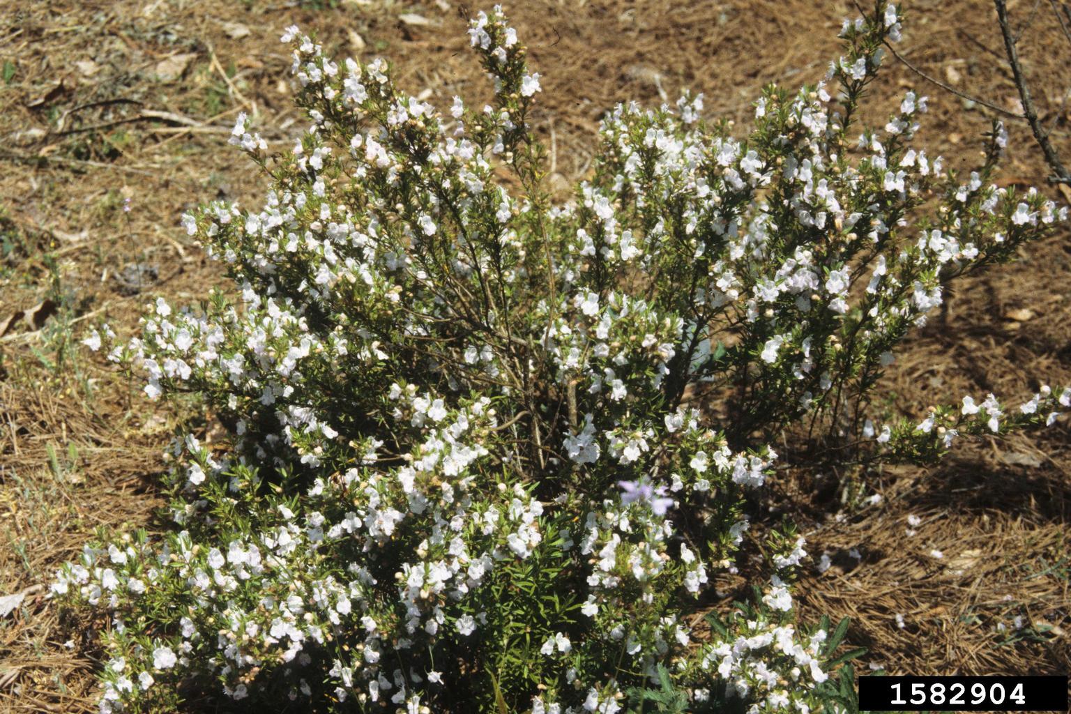 false rosemary (Genus Conradina)