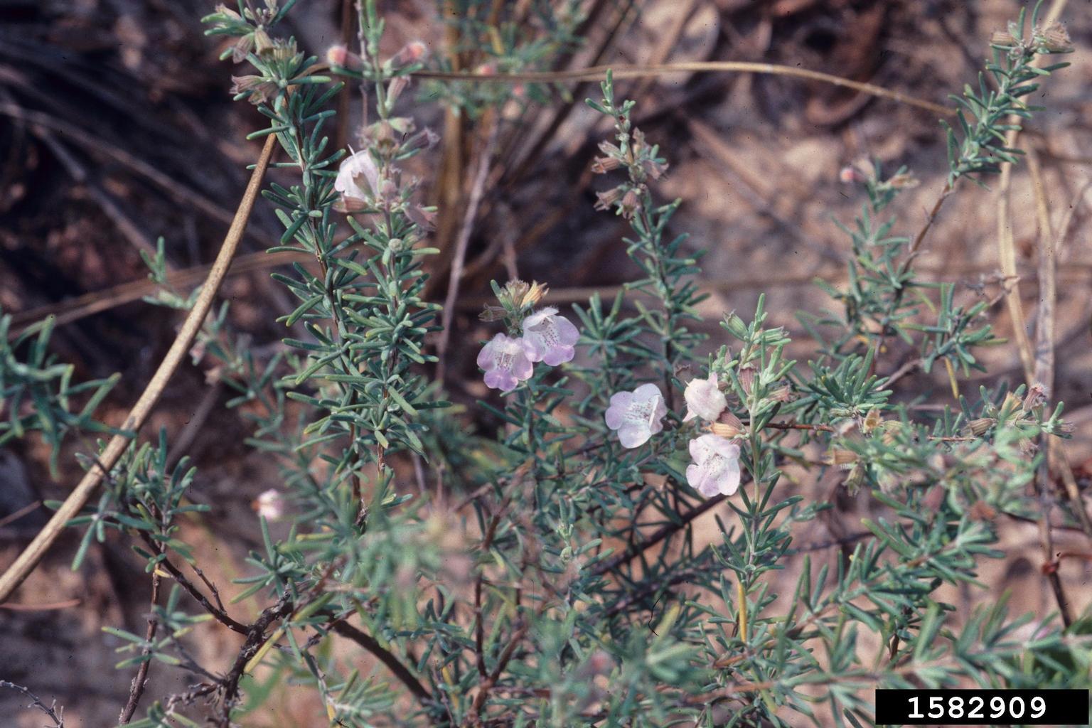 false rosemary (Conradina canescens Gray)