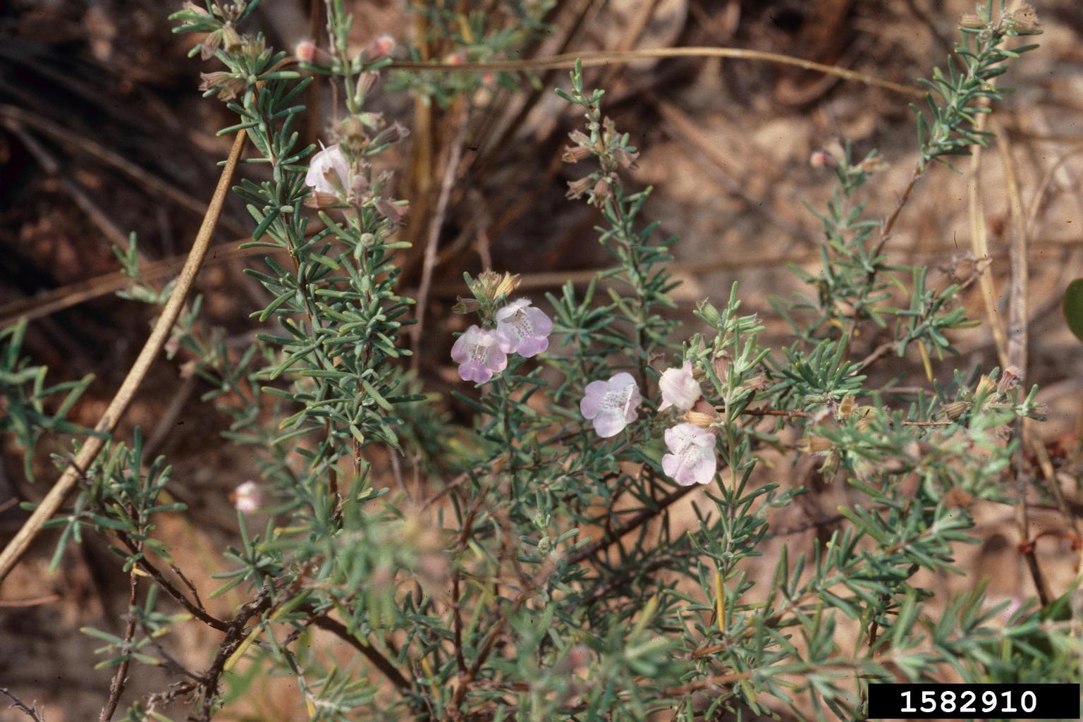 false rosemary (Conradina canescens Gray)