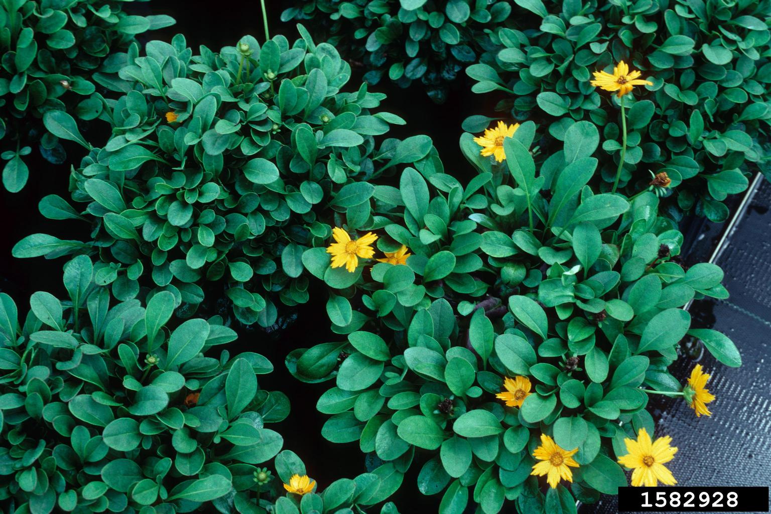 lobed tickseed (Coreopsis auriculata)