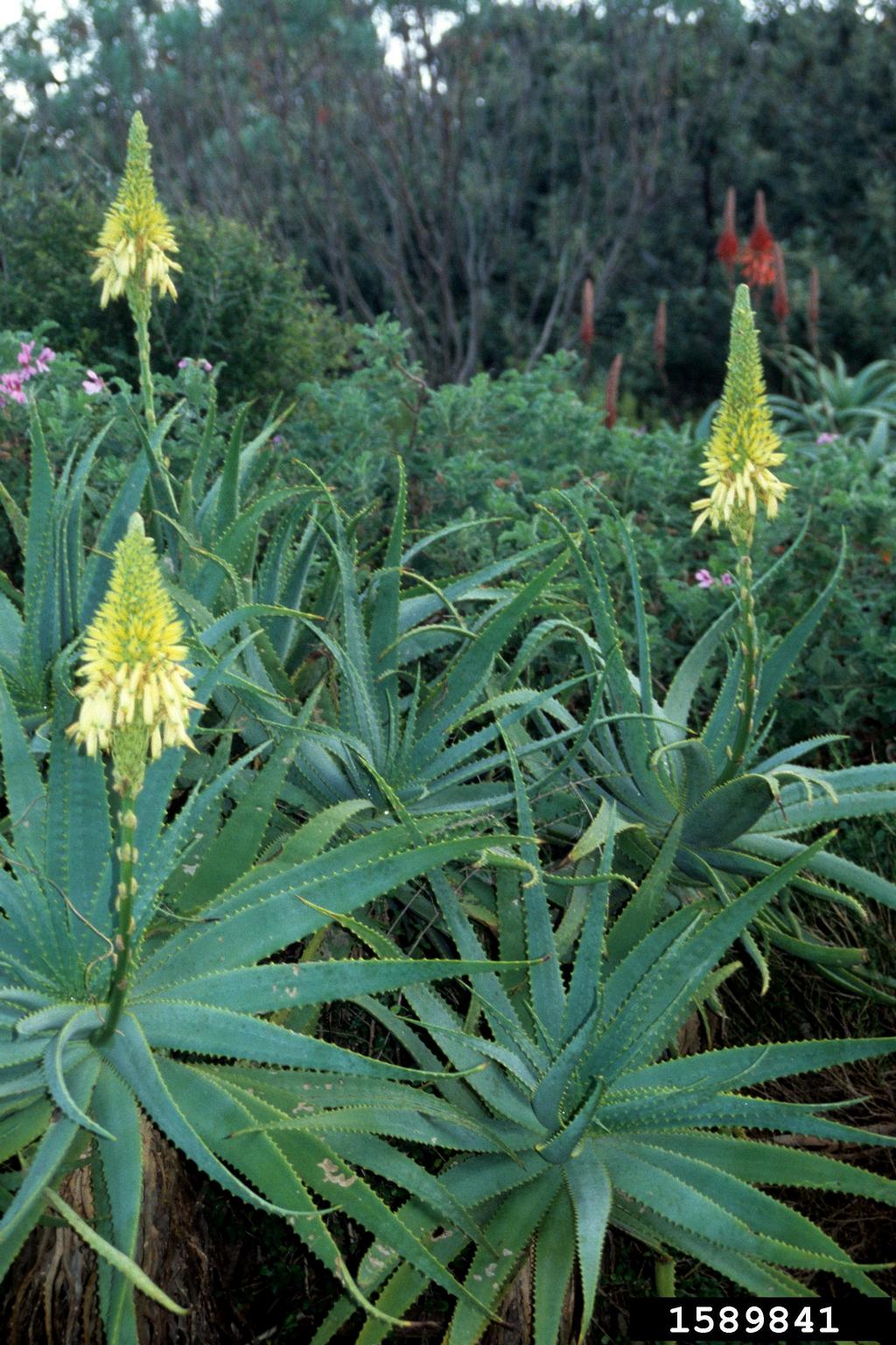 agave (Genus Agave L.)