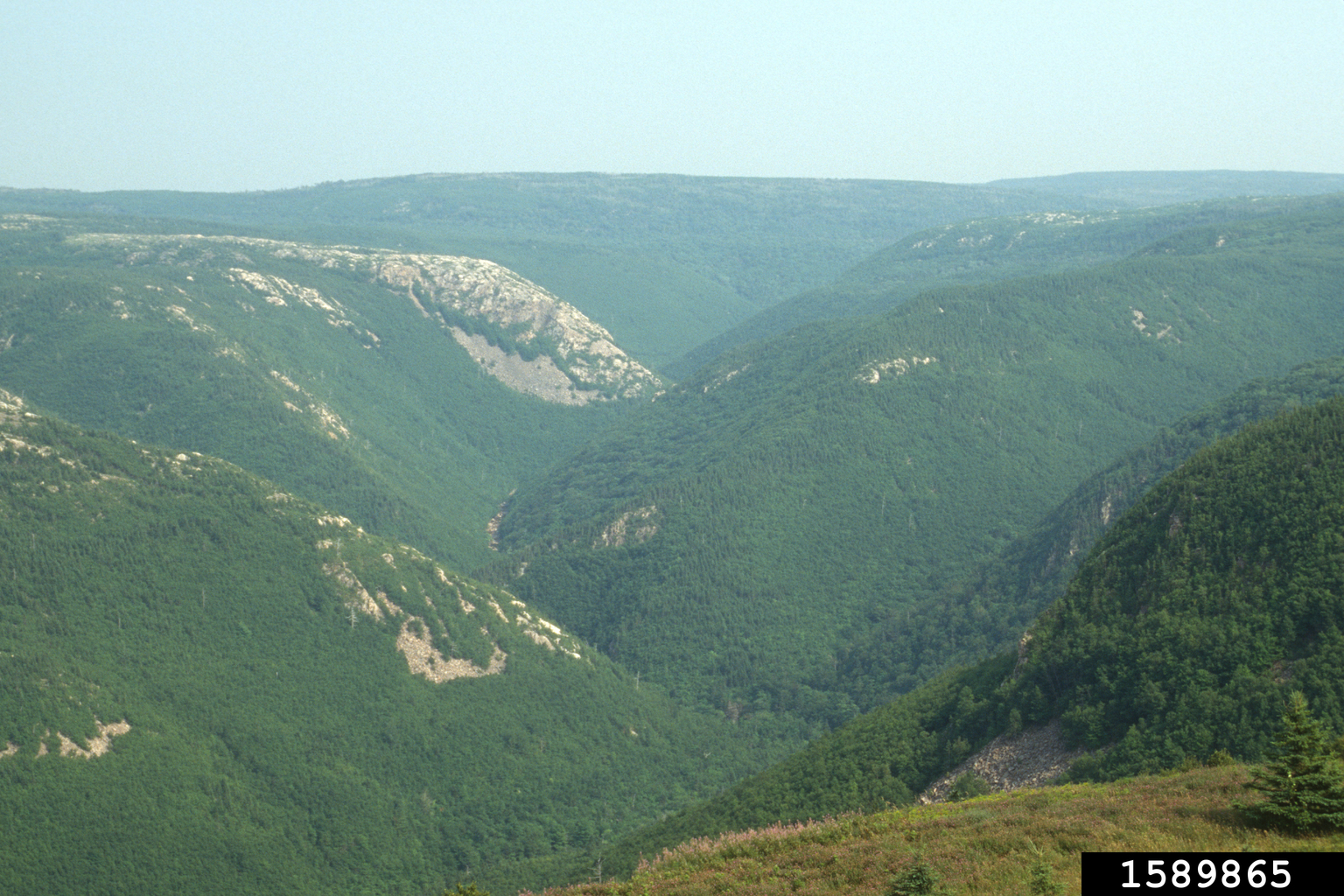 Synonym for Mountains (mountain)