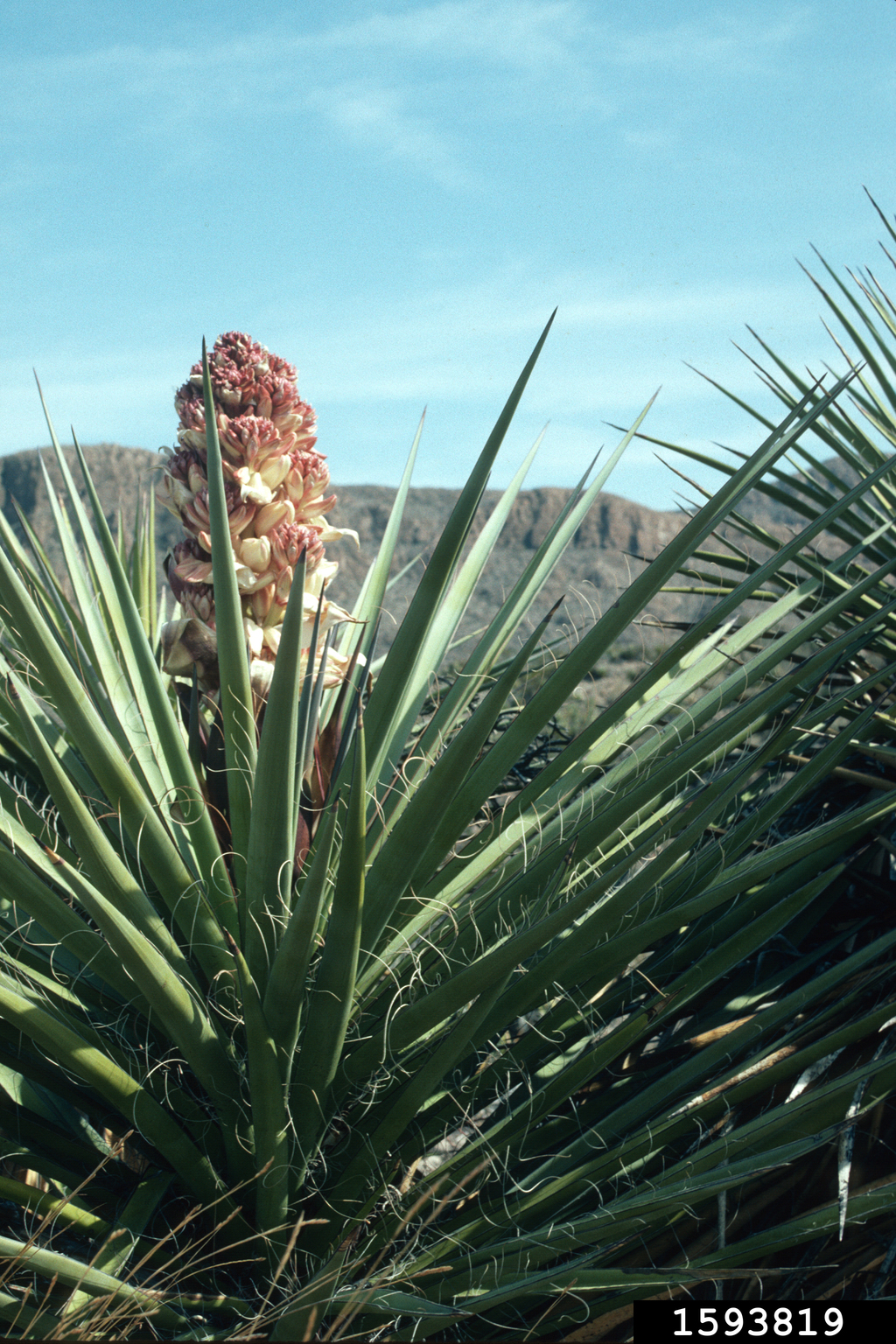 Torrey's yucca (Yucca torreyi Shafer)