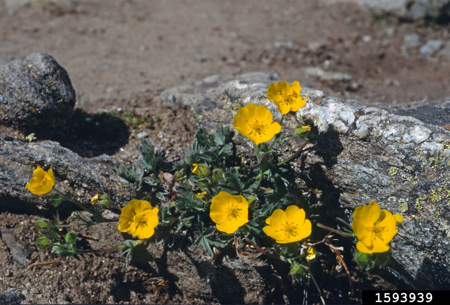 subalpine buttercup (Ranunculus eschscholtzii)