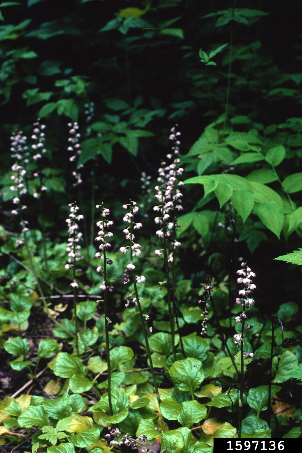 liverleaf wintergreen (Pyrola asarifolia)