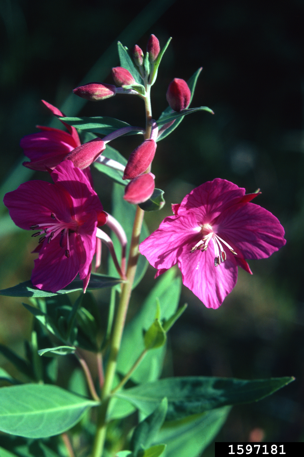 fireweed (Chamerion angustifolium (L.) Holub)