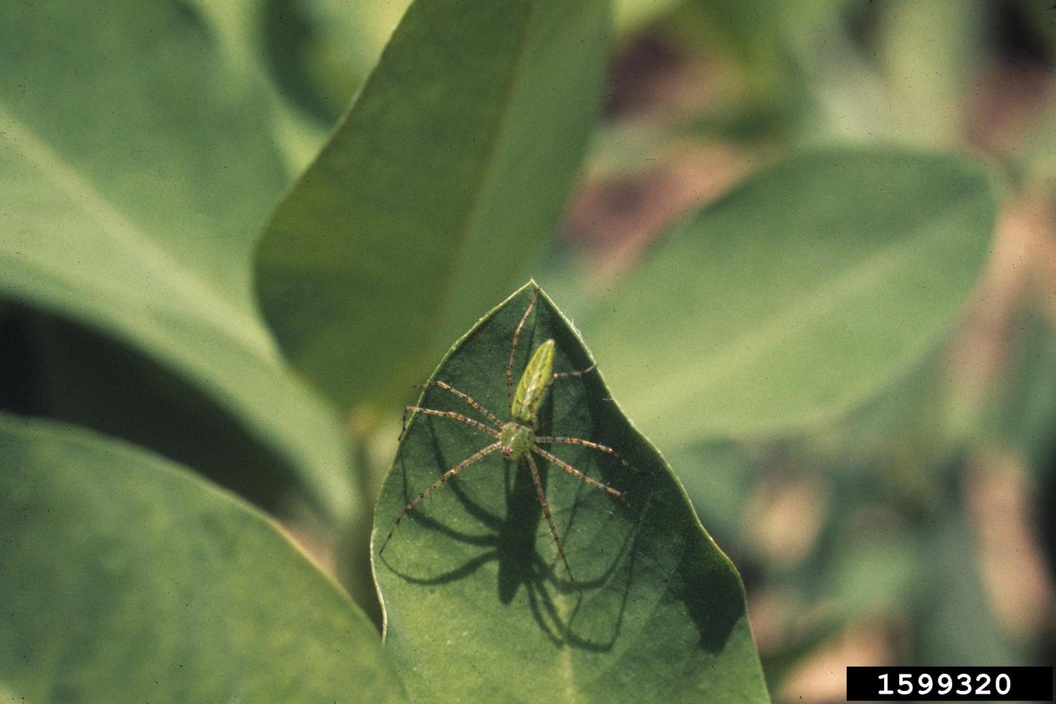 peanut (Genus Arachis)