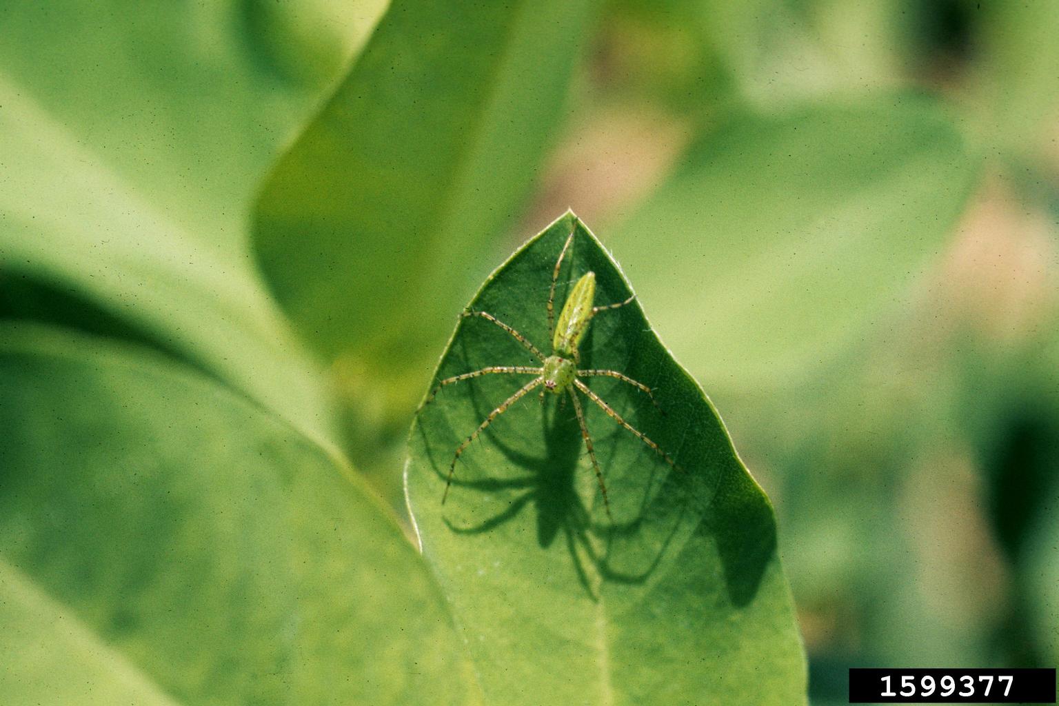 peanut (Genus Arachis)