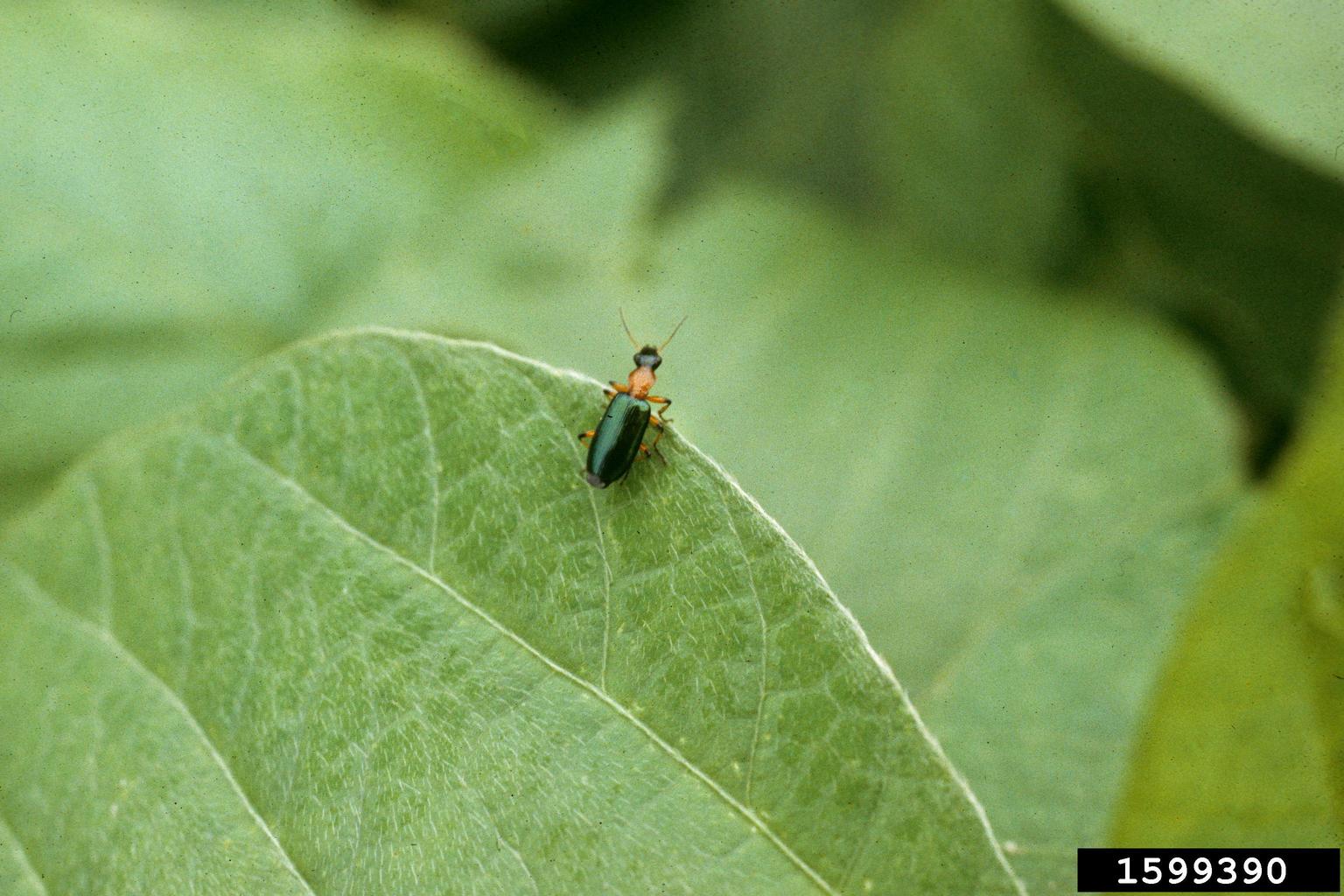 peanut (Genus Arachis)
