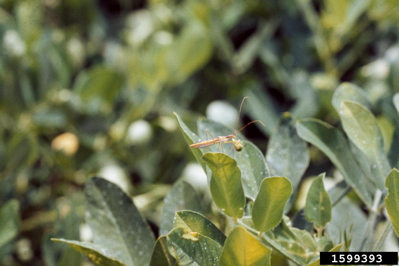 peanut (Genus Arachis)