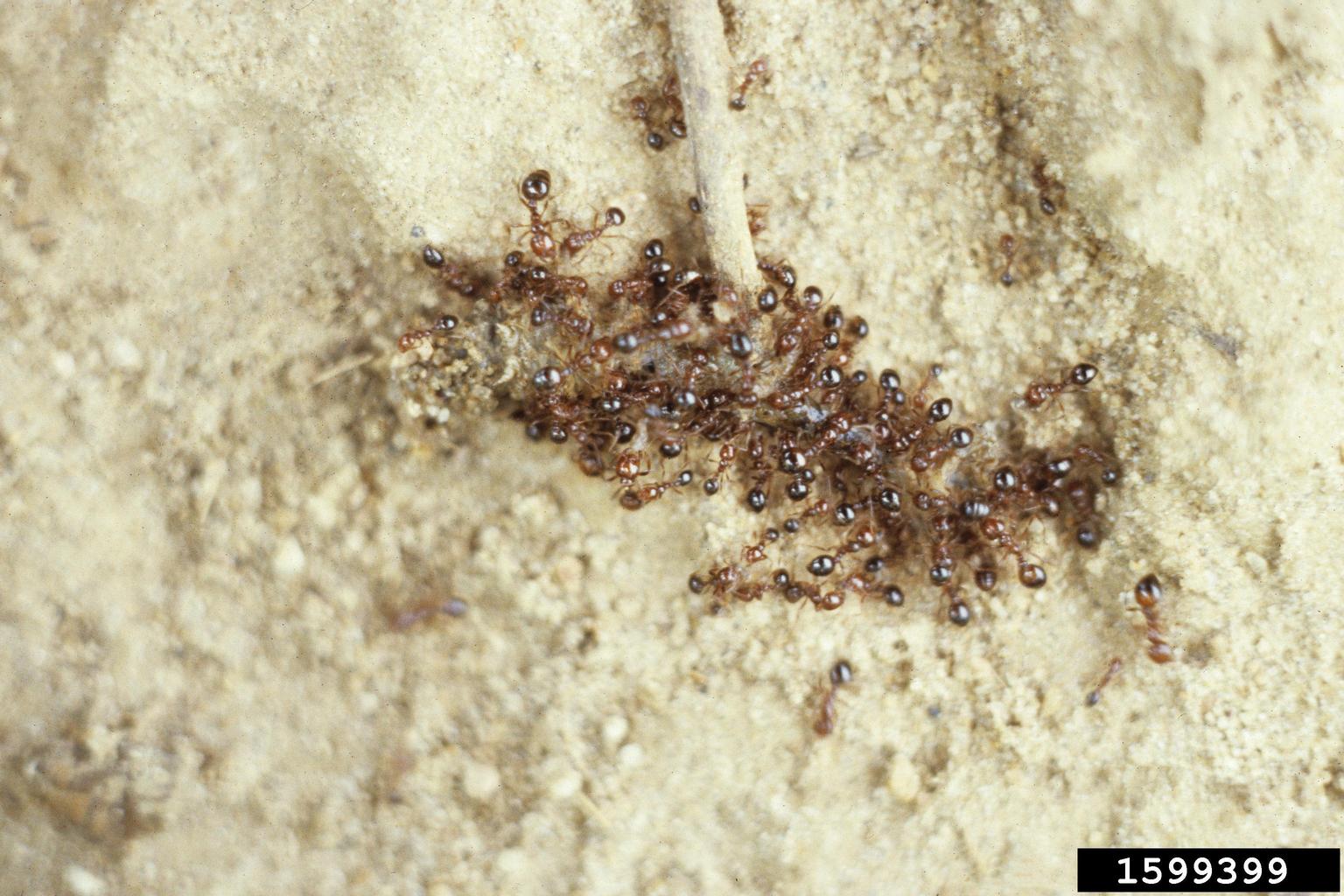 peanut (Genus Arachis L.)