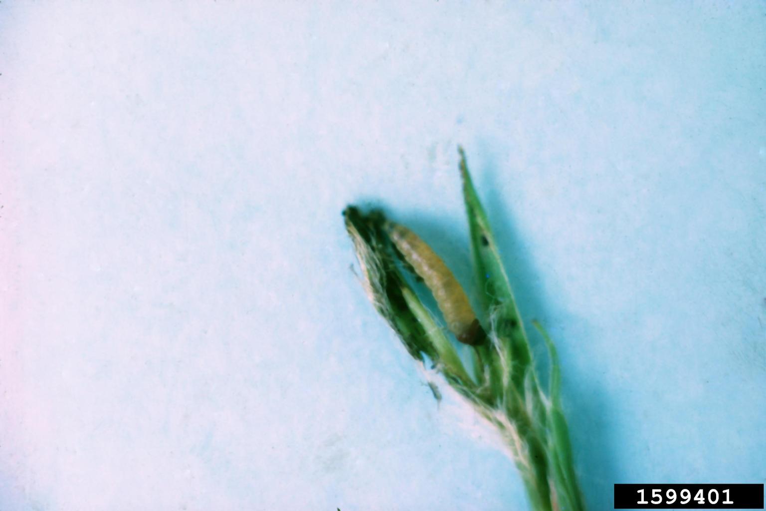 peanut (Genus Arachis)