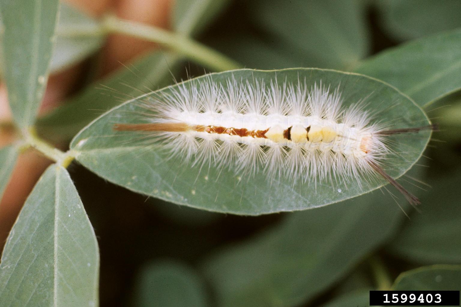 peanut (Genus Arachis)