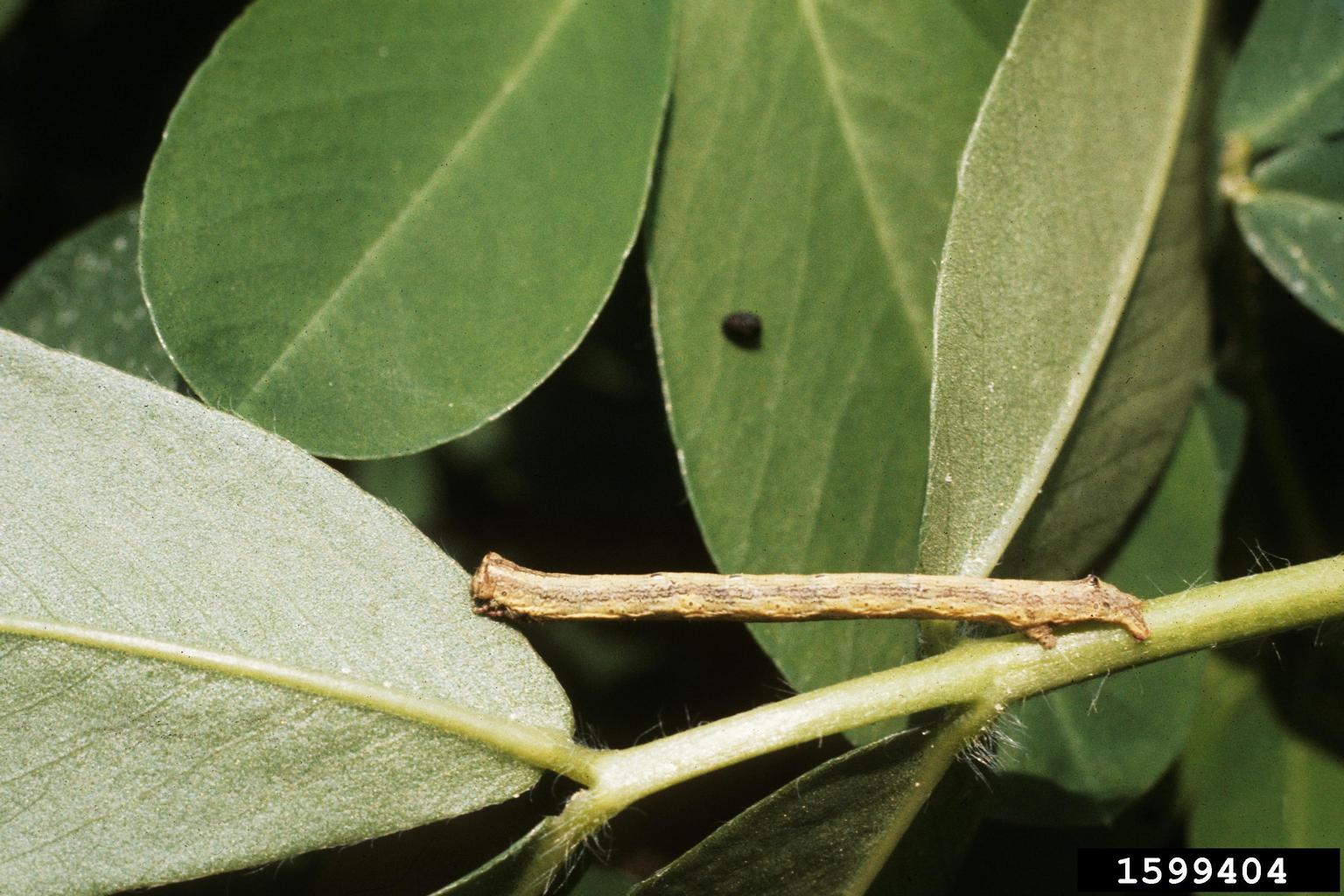 peanut (Genus Arachis)