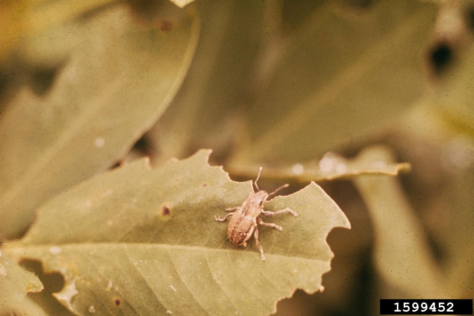 whitefringed beetles (Genus Naupactus Dejean, 1821)
