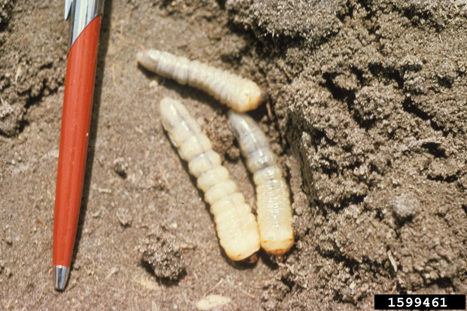 bahiagrass borer (Derobrachus brevicollis)