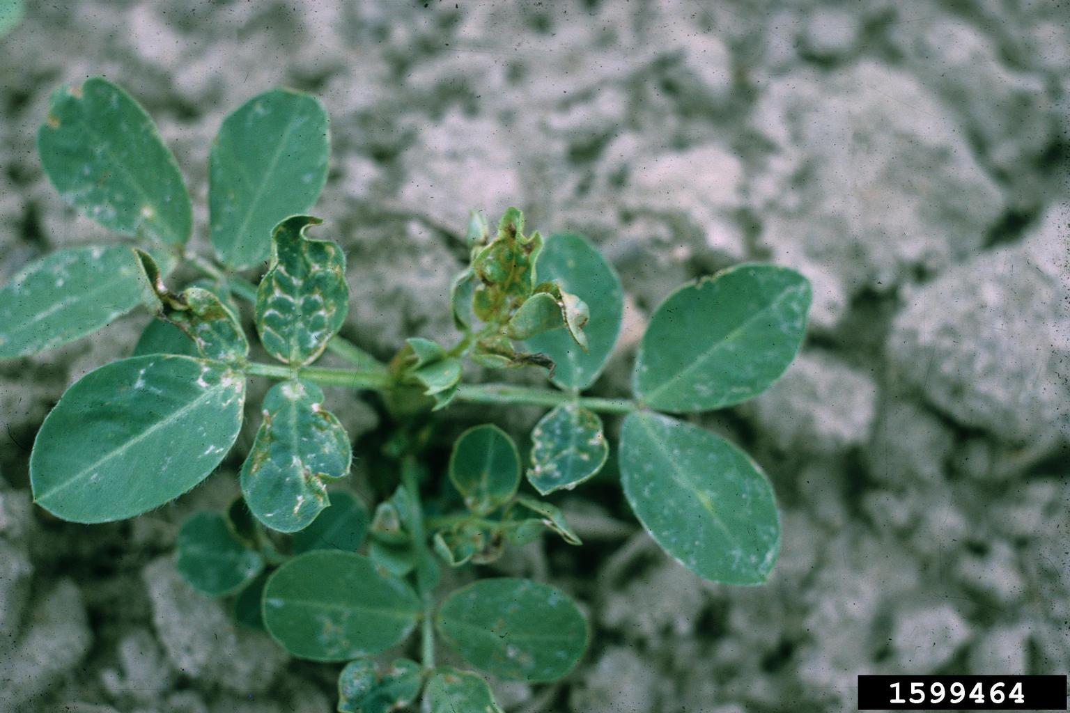 thrips (Family Thripidae)