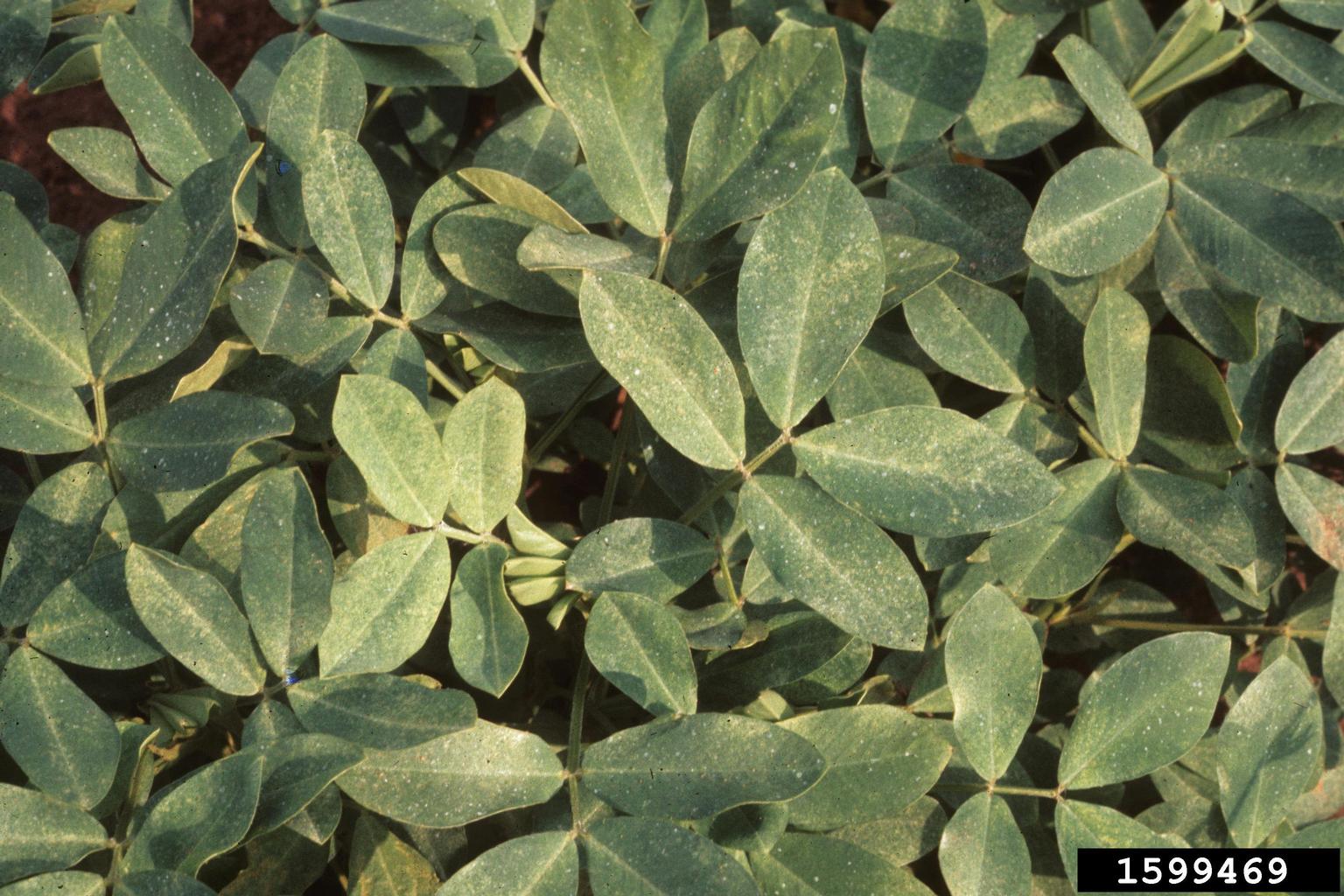 mite (Family Laelapidae)