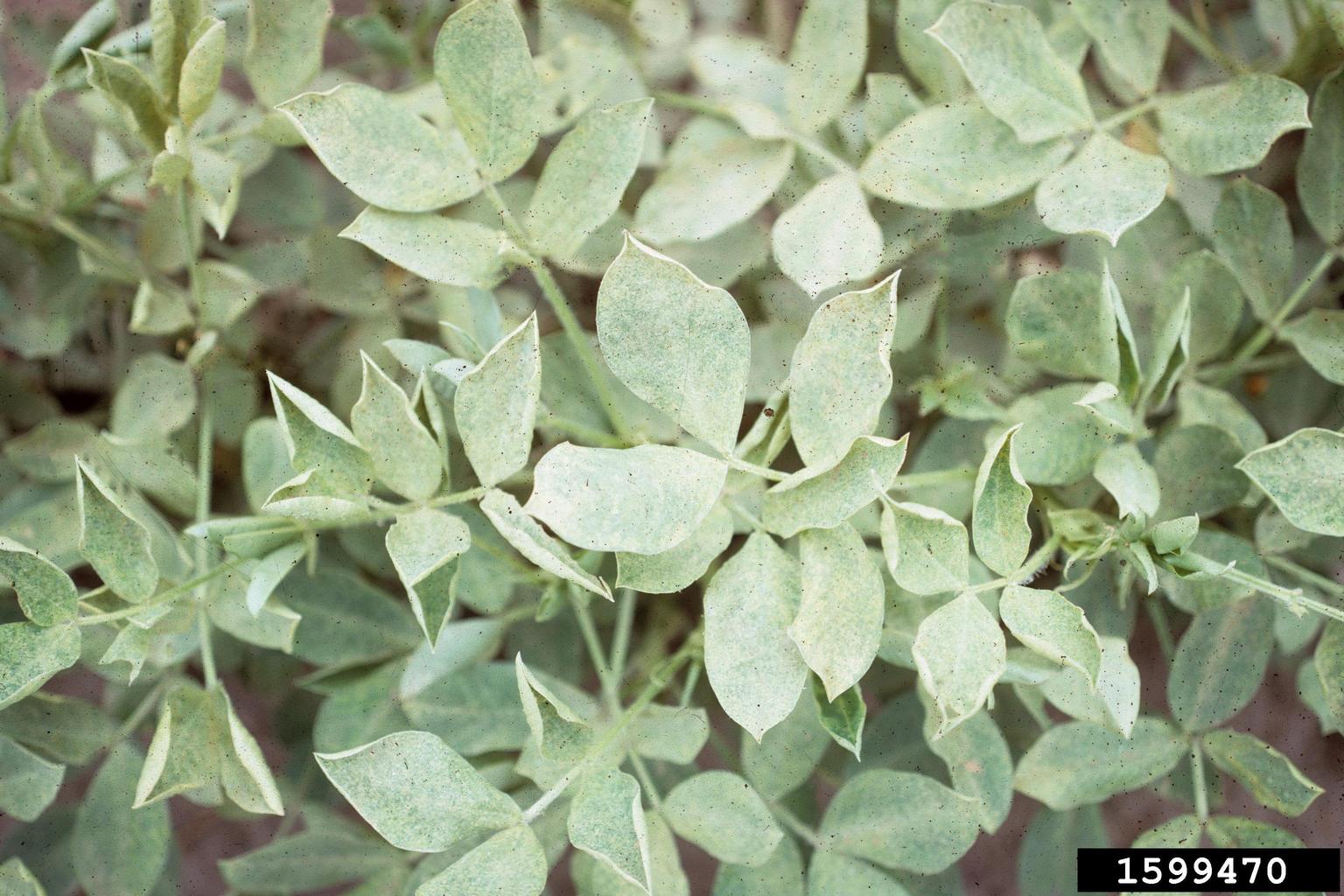 mite (Family Laelapidae)