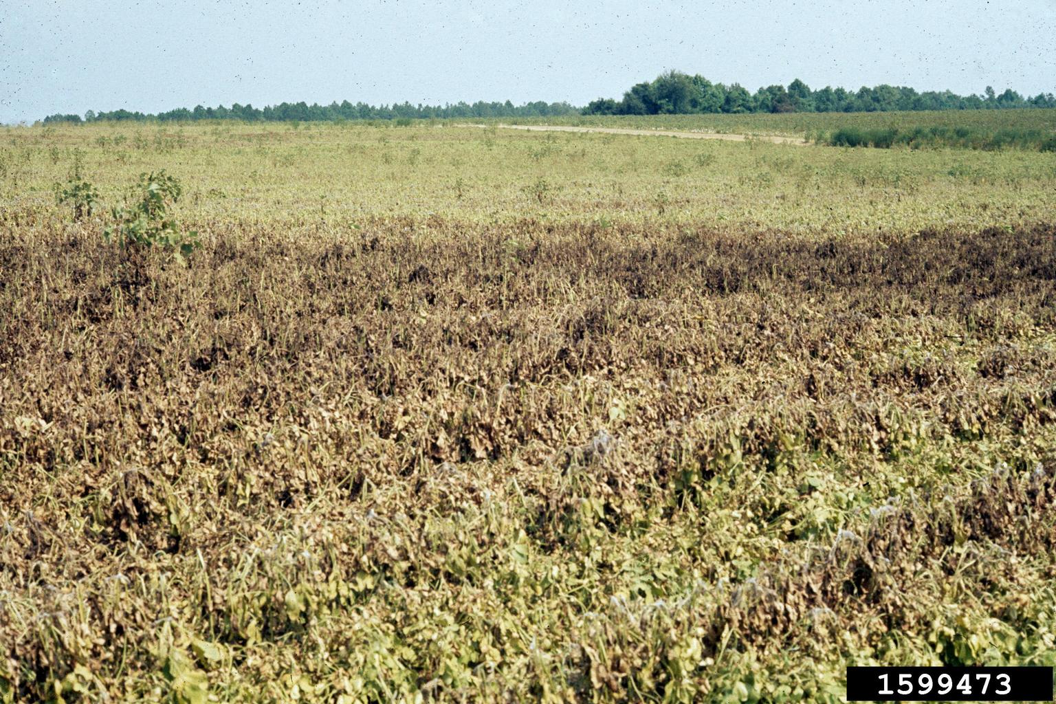 spider mites (Family Tetranychidae)
