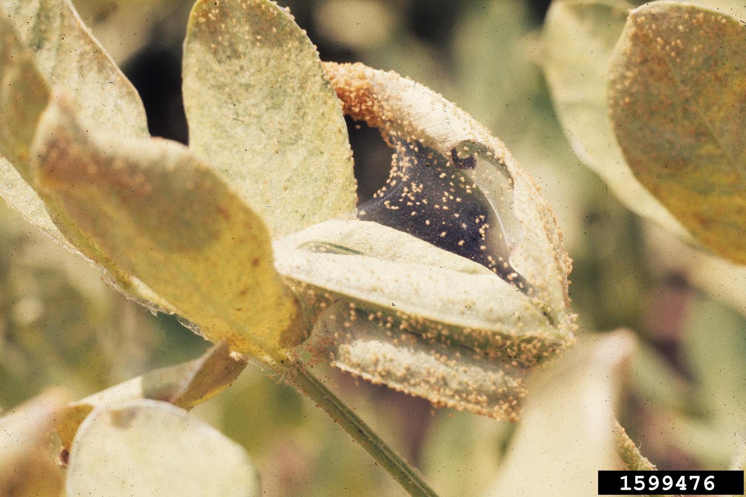 spider mites (Family Tetranychidae)