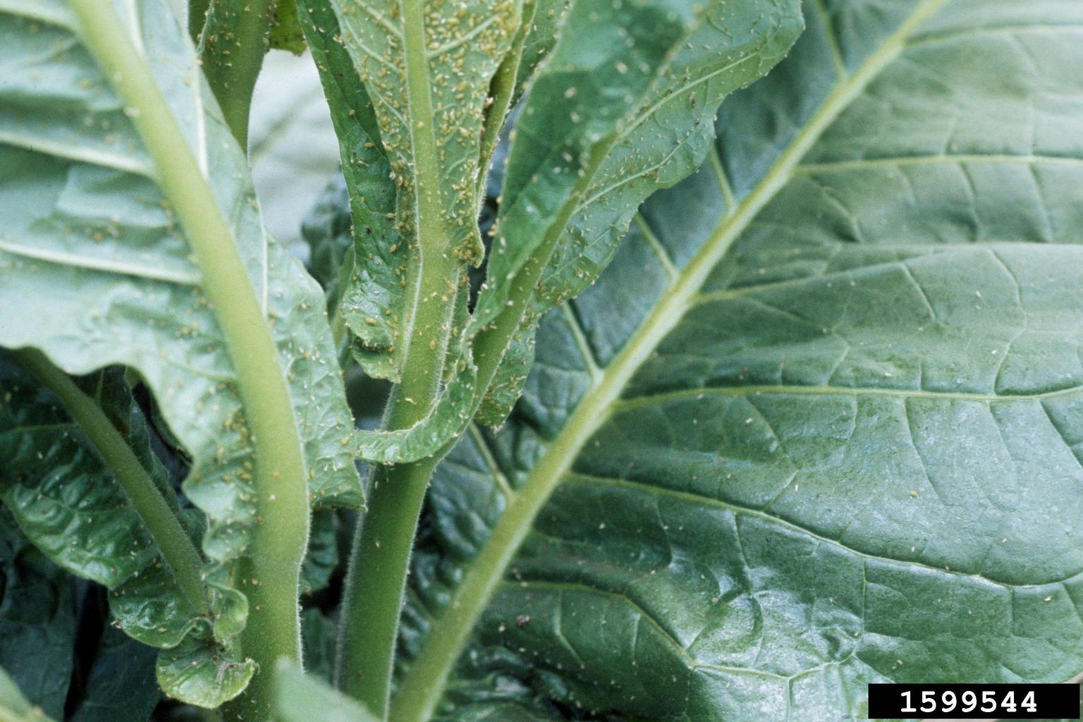 aphids (Family Aphididae Latreille, 1802)