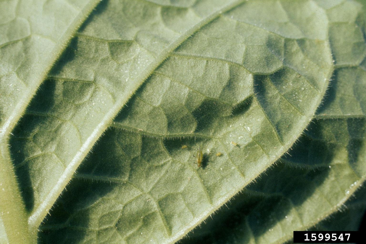 aphids (Family Aphididae)