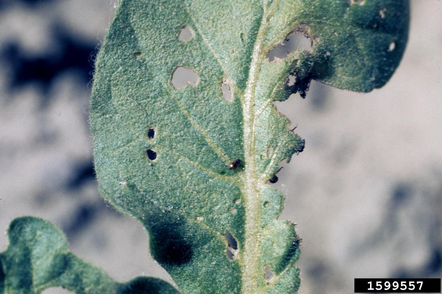 tobacco flea beetle (Epitrix hirtipennis)