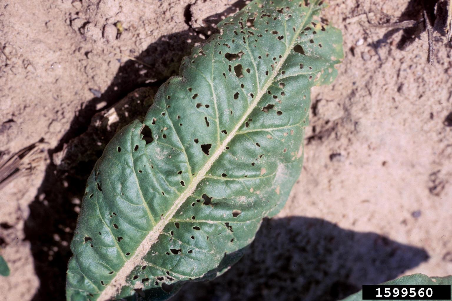 tobacco flea beetle (Epitrix hirtipennis)