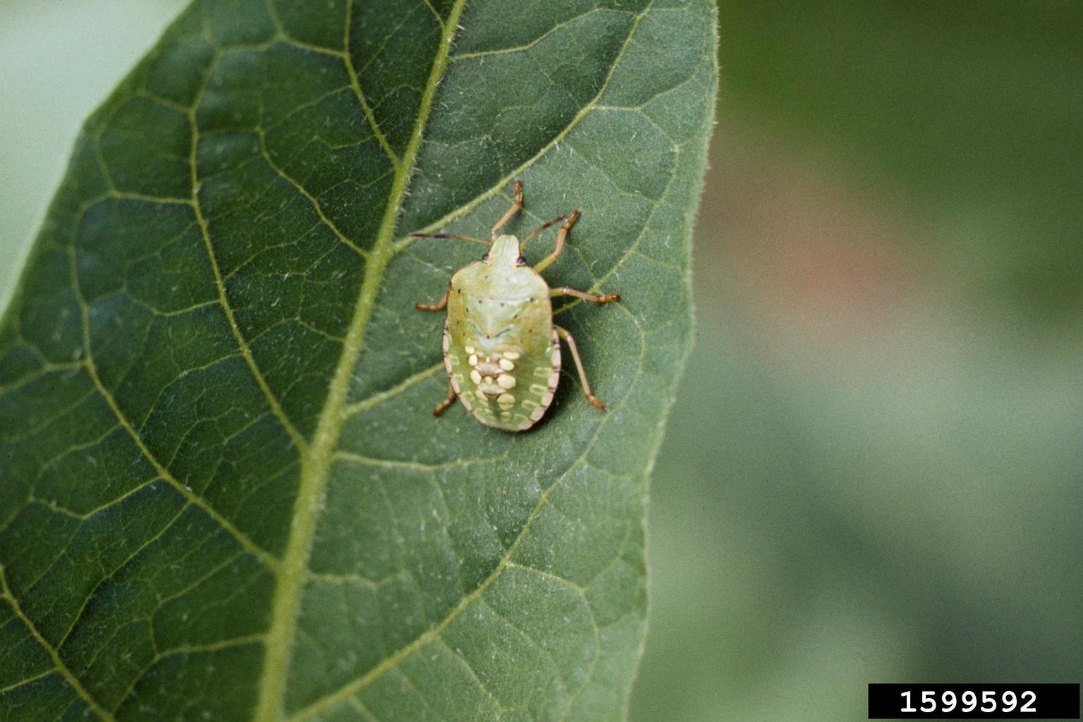 stink bugs (Family Pentatomidae) (Family Pentatomidae)