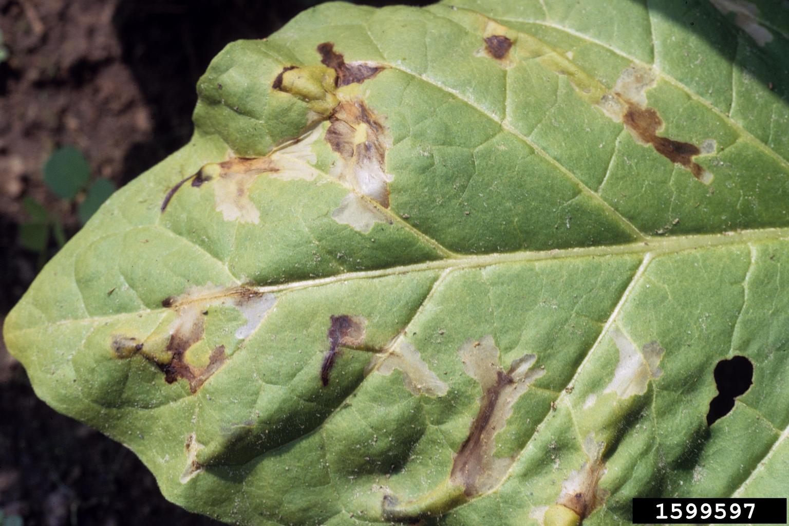 potato tuber moth (Phthorimaea operculella)