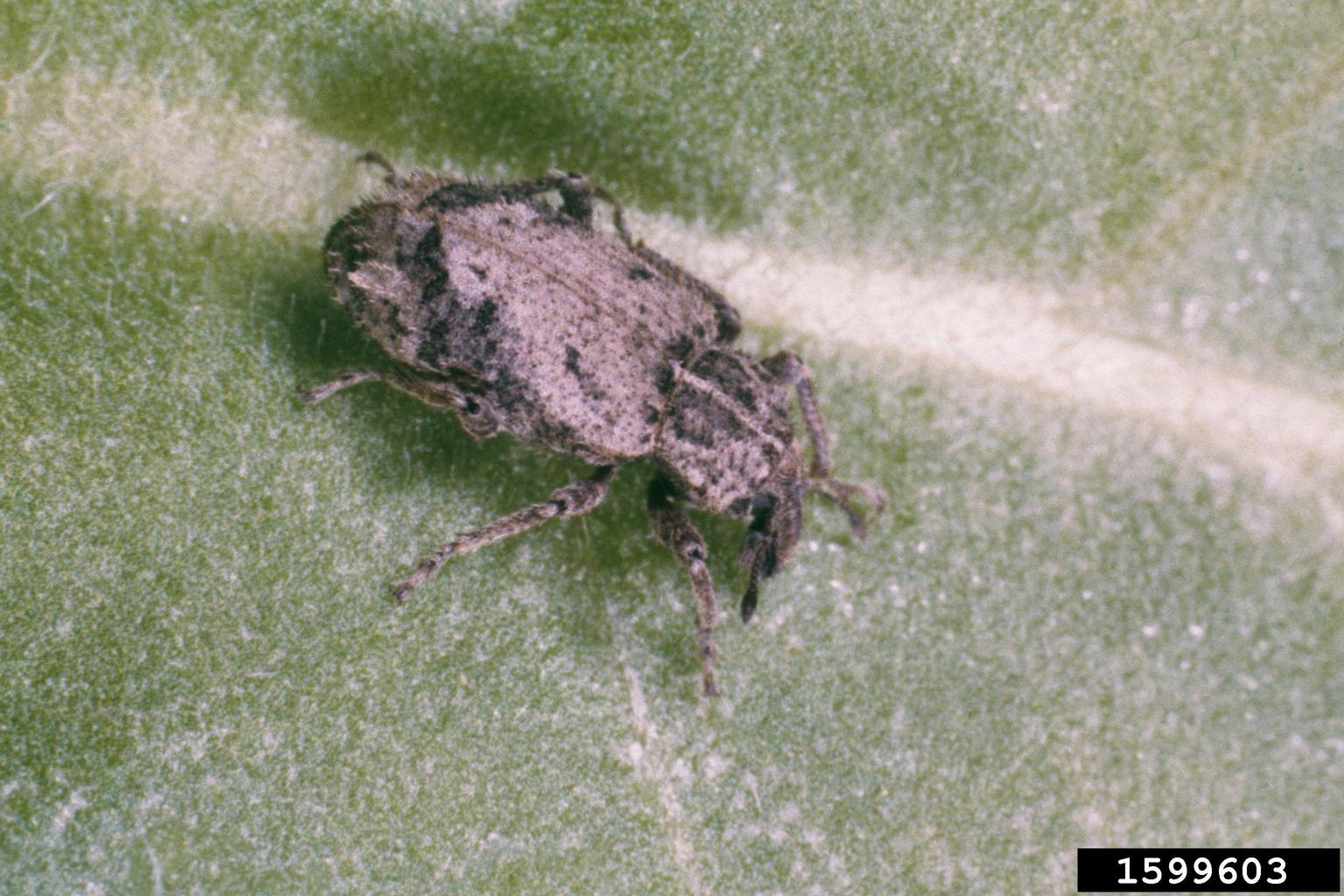 vegetable weevils (Genus Listroderes Schoeherr 1826)