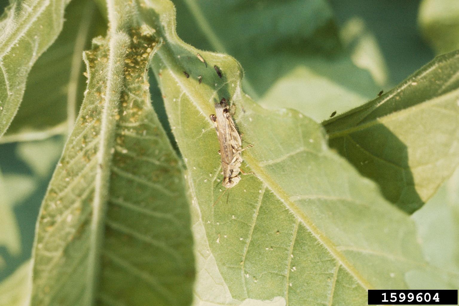 grasshoppers (Order Orthoptera)