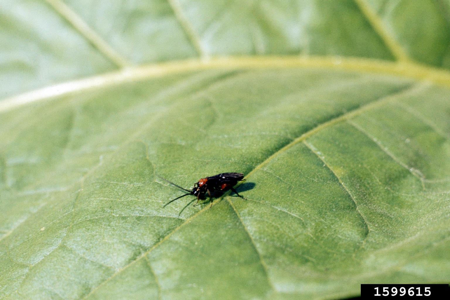 ants, bees, sawflies, wasps, and allies (order Hymenoptera) (Order ...