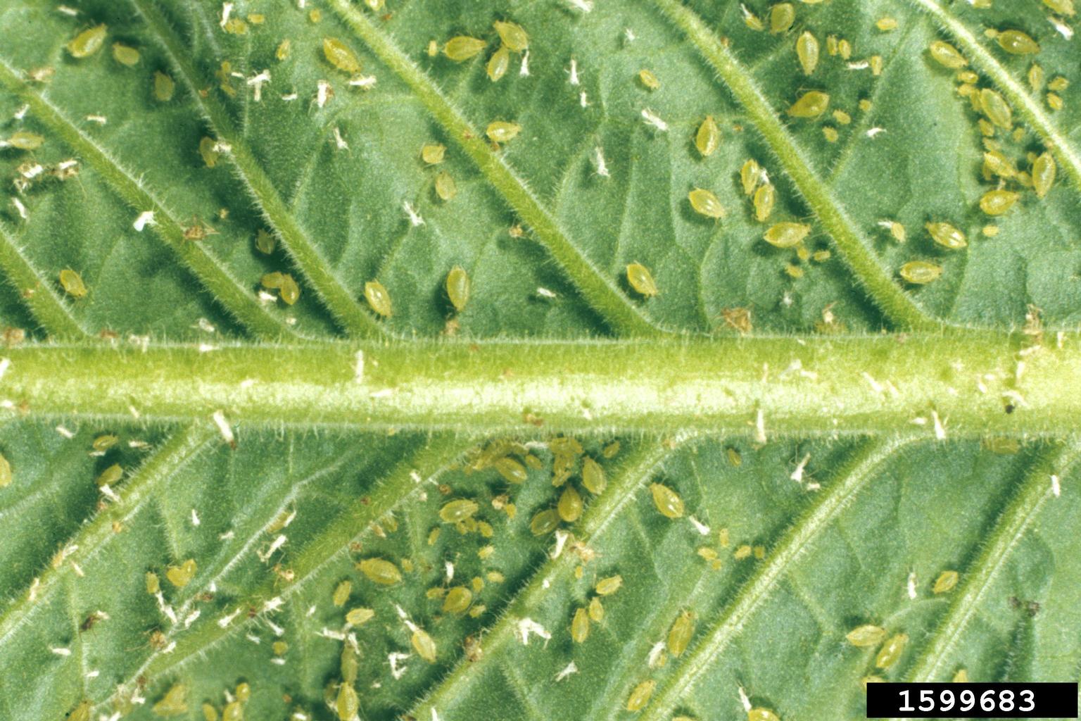 aphids (Family Aphididae)