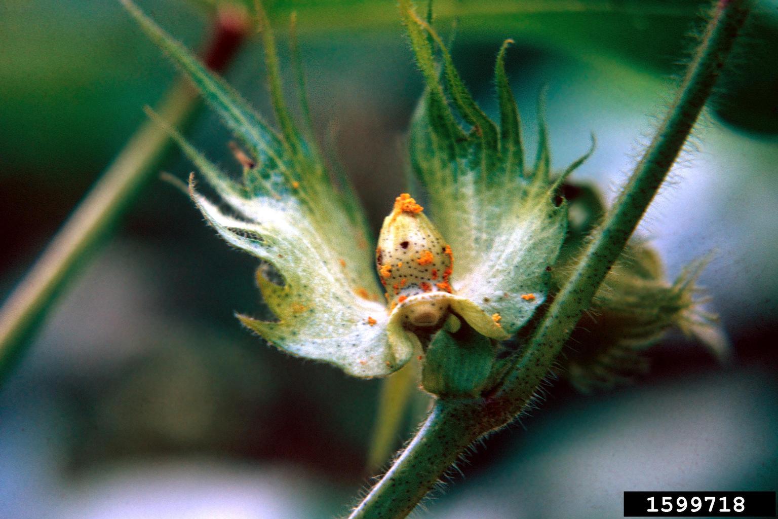 boll weevil (Anthonomus grandis grandis)