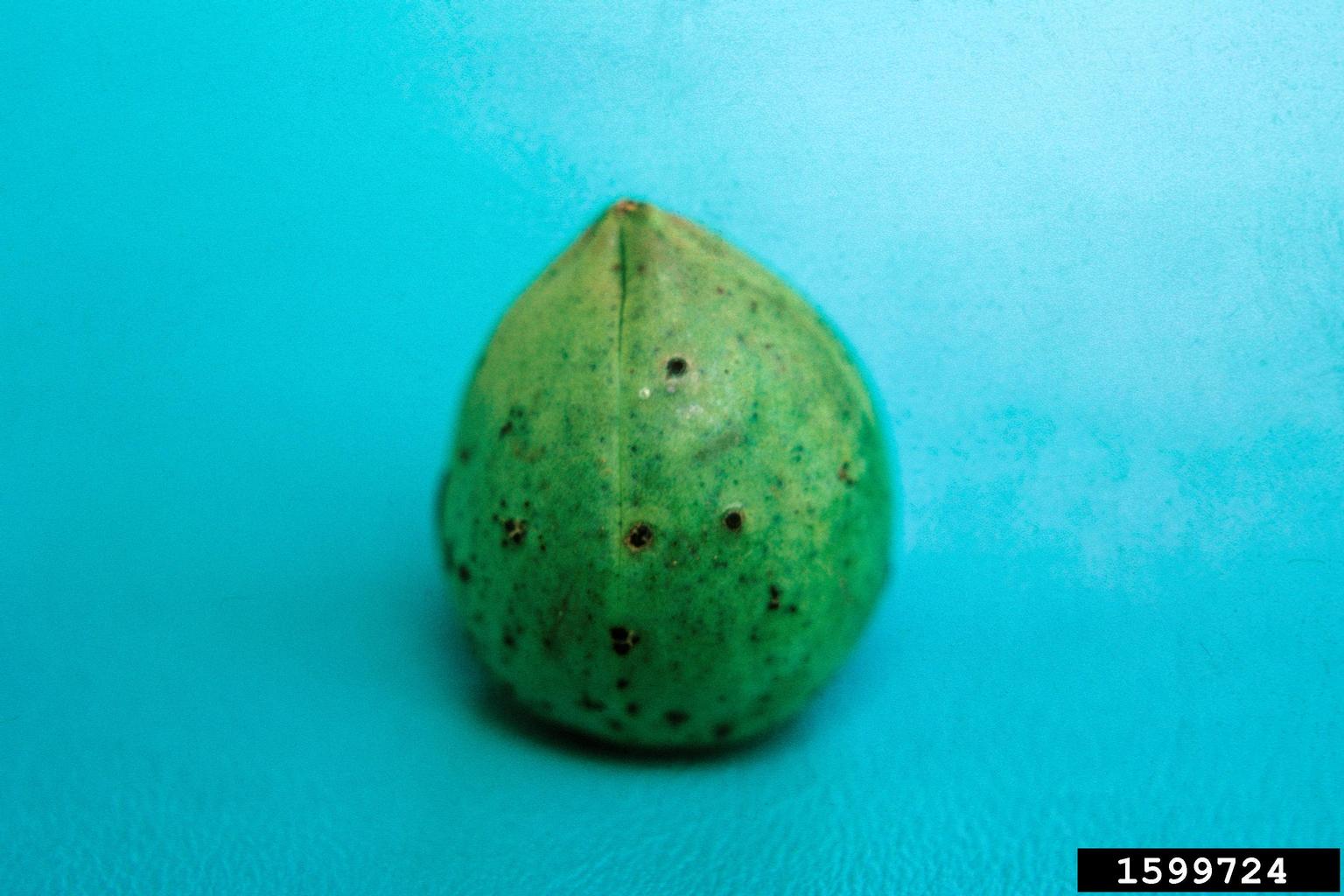 boll weevil (Anthonomus grandis grandis Boheman, 1843)