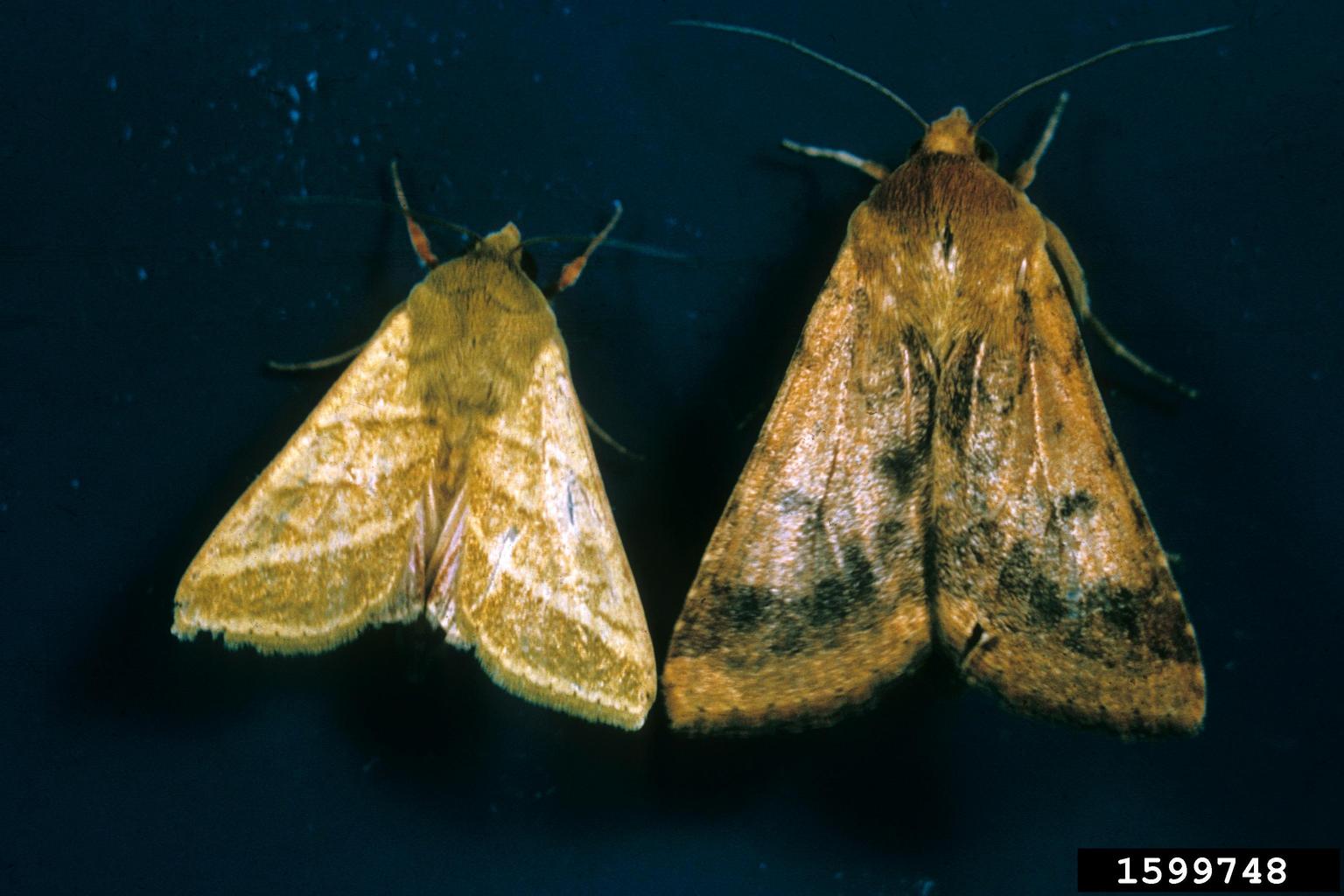 corn earworm, tomato fruitworm (Helicoverpa zea)