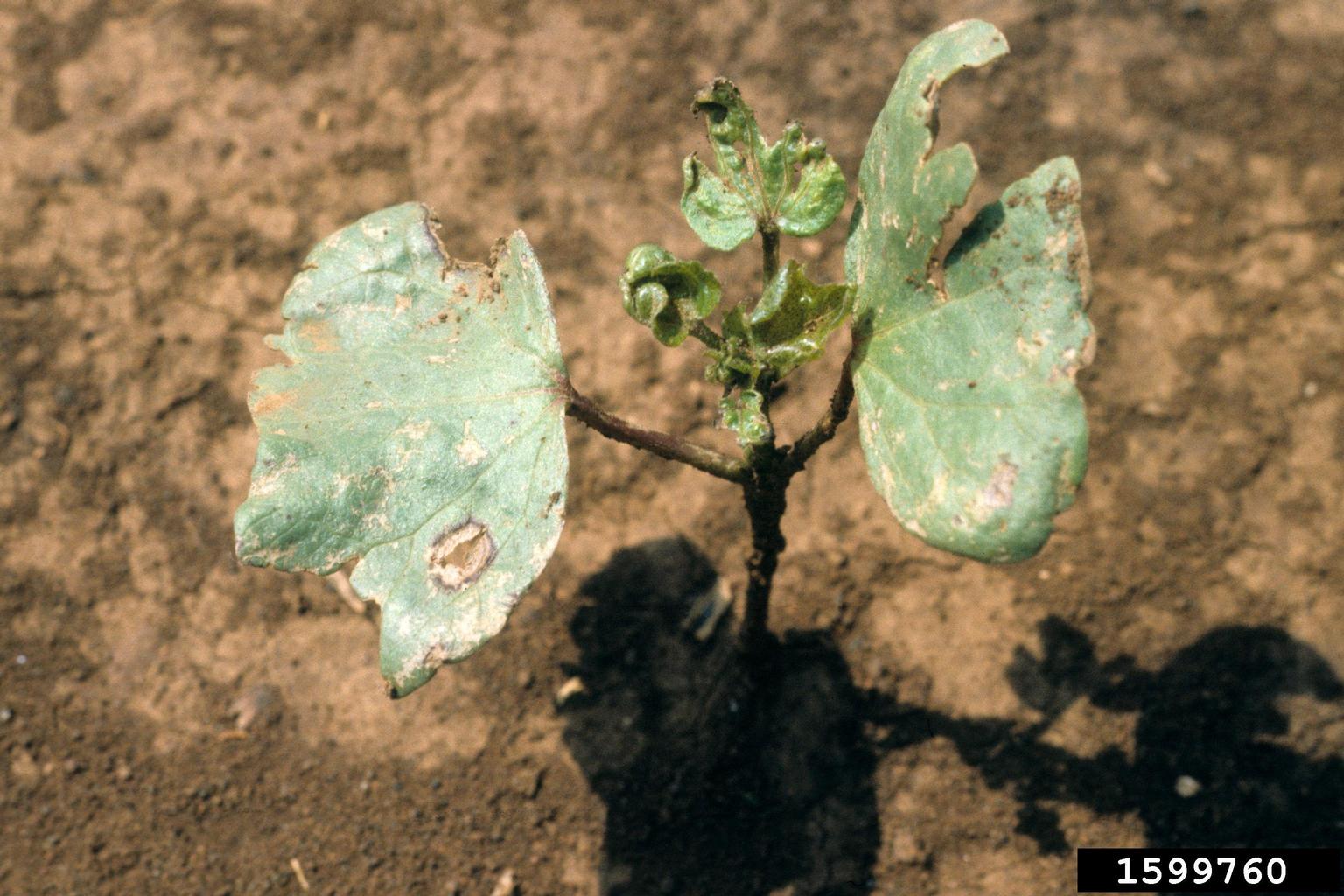 thrips (Family Thripidae)