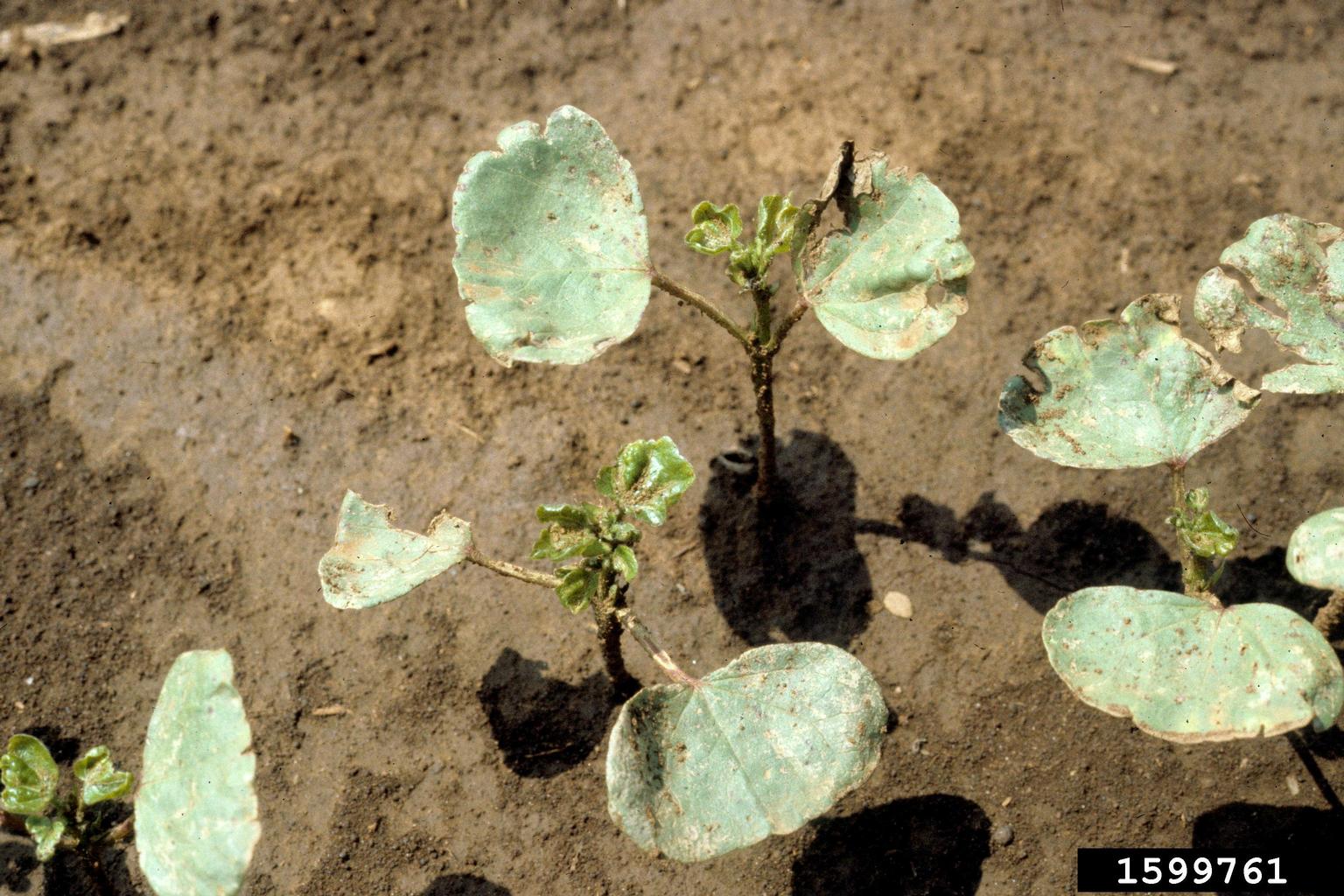 thrips (Family Thripidae)