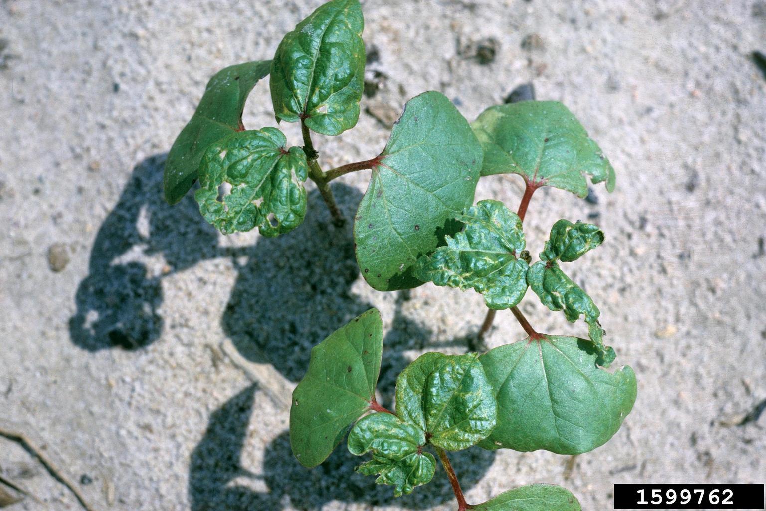 thrips (Family Thripidae)