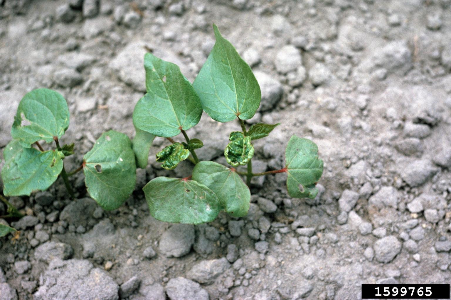 thrips (Family Thripidae)