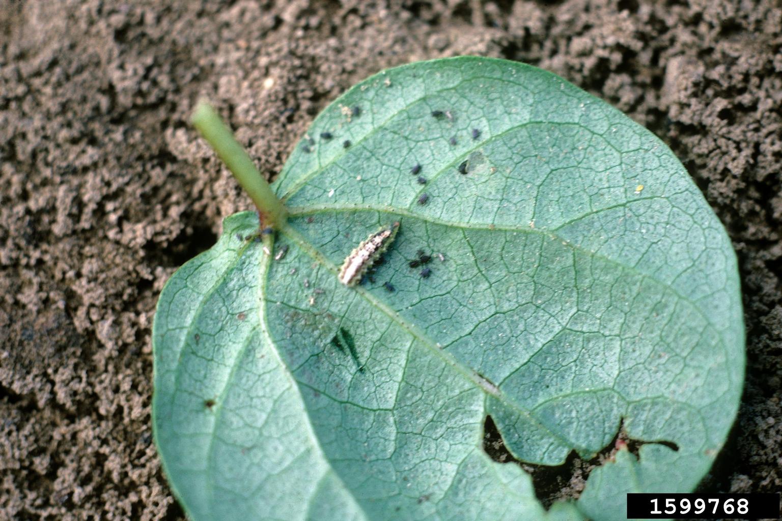 aphids (Family Aphididae)